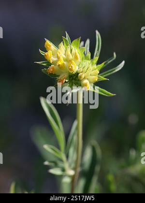 Kidney Vetch (Anthyllis vulneraria), also known as Lady's Fingers ...