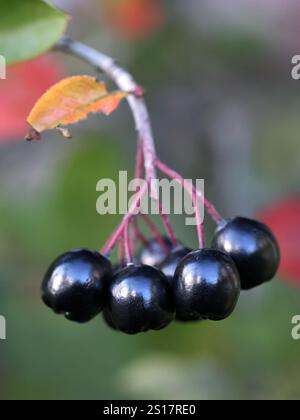 Berries of Sorbaronia fallax, also called × Sorbaronia mitschurinii and ...