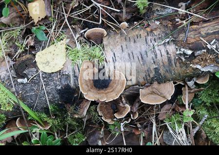 Laxitextum bicolor, crust fungus from Finland, no common English name ...