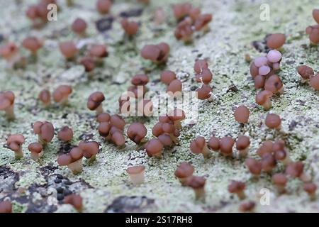 Baeomyces rufus, commonly known as the brown beret lichen, cap lichen ...