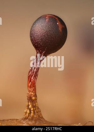 Trichia botrytis, slime mold from Finland, microscope image of ...