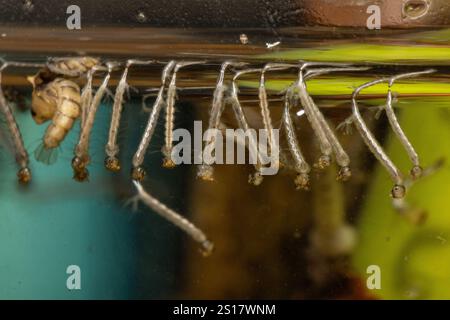 Mosquito Larvae growing in still rainwater puddle Stock Photo - Alamy
