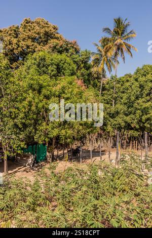 Organic fruit mango in Colombian market square - Mangifera indica Stock ...