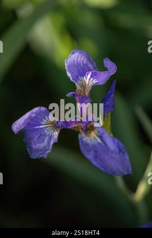 Siberian Iris flower growing near Twin Lakes on a summer day in Alaska ...