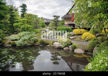 Amazing yellow and pink rhododendron bushes blossoms in Nantes- early ...