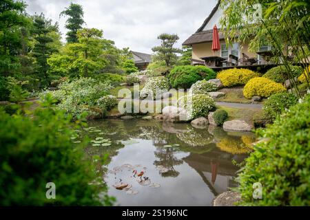 Amazing yellow and pink rhododendron bushes blossoms in Nantes- early ...