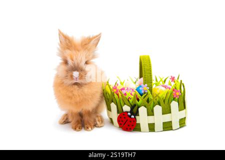 easter live bunny isolated on white background Stock Photo - Alamy
