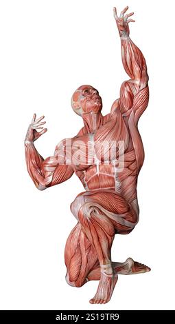 3D rendering of a male figure with muscle maps isolated on white ...