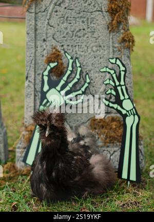 Zombie hands on graveyard Stock Photo - Alamy