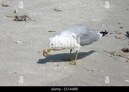 Seagull eating a scallop shell on a sand beach Stock Photo - Alamy