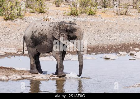 Etosha National Park, Namibia Stock Photo - Alamy