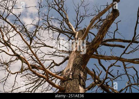 Lightning-Split Tree with Metal Hoop Bracing the Dead Trunk Stock Photo ...