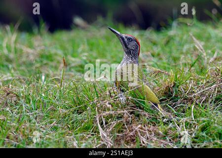 France, Doubs, Bird, Piciform, Green Woodpecker (Picus viridis), meadow ...