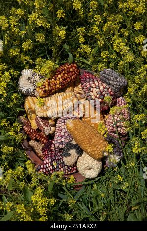 Peru, Andes, Moray, chef Virgilio Martinez and chaman Cleto Cusipaucar ...