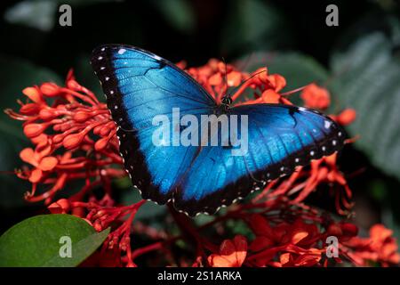 Blue Morpho, Morpho helenor, butterfly with open wings , Botanical ...
