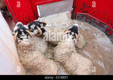 Farmer dipping sheep in a mobile dipper to help prevent Scab and Lice ...