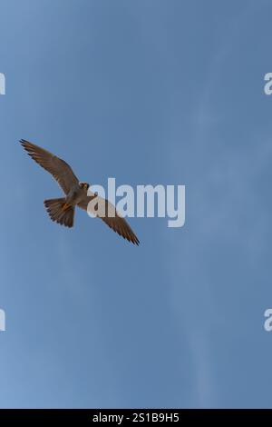 Sooty falcon (Falco concolor) is a medium-sized falcon breeding from ...