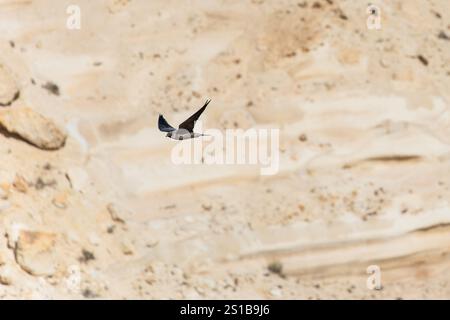 Sooty falcon (Falco concolor) is a medium-sized falcon breeding from ...