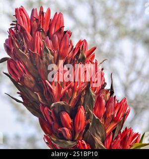 Doryanthes palmeri flower spike closeup showing the individual lily ...