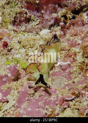 Sea snails on a white background Stock Photo - Alamy