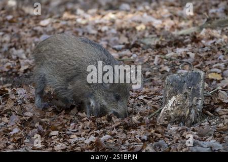 Wild boar (Sus scrofa), fresh boar, Teutoburg Forest, Lower Saxony ...