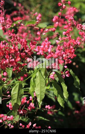 The antigonon leptopus blooms in the garden, this is a white, purple ...