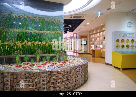 At the front entrance, a model of a rice paddy and varieties of rice ...