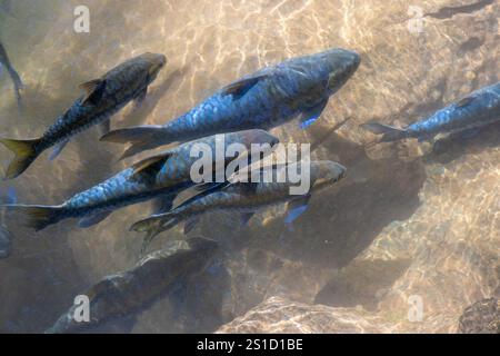 Fish in a Tham Pla Fish Cave, Thailand Stock Photo - Alamy