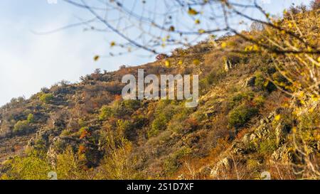 Birch tree forest. High quality photo Stock Photo - Alamy