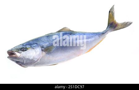 Raw Japanese Amberjack fish for cooking Stock Photo - Alamy