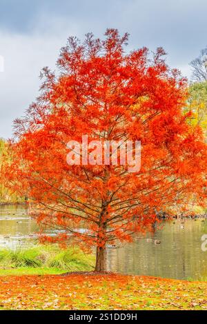 Late Autumn scenery around the Botanical Gardens in Castlemaine ...