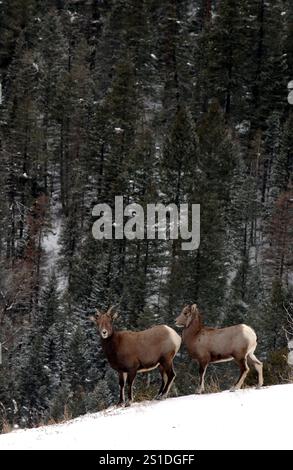Mountian Goats endure the cold snow in Colorado Stock Photo - Alamy