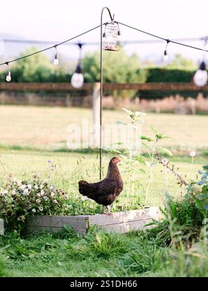A brown bird perched atop a fence Stock Photo - Alamy