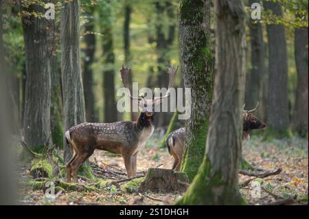 Dama dama and an important period of the year Stock Photo - Alamy