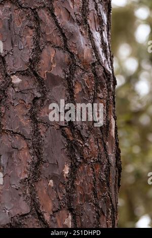 Wetlands in South Carolina Stock Photo - Alamy
