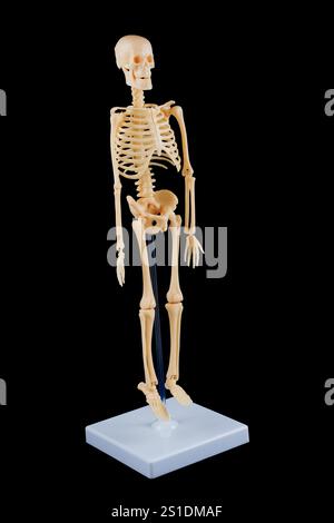 Anatomy, human complete bone skeletal structure front and lateral with ...