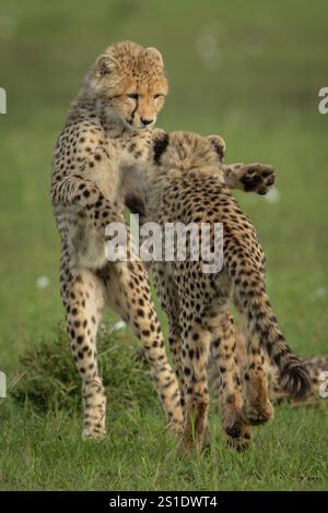 Two cheetah cubs play fight with mother Stock Photo - Alamy