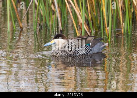 Silver teal Anas versicolour fretensis preening on grass beside a pond ...
