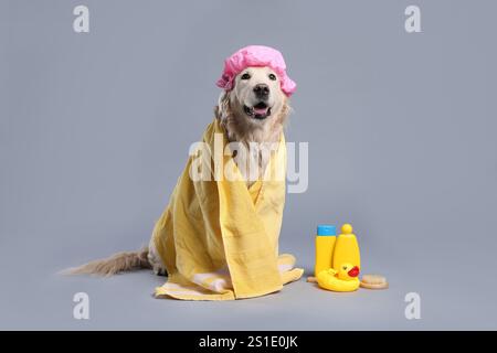 Cute dog with shower cap and other bath accessories on grey background ...