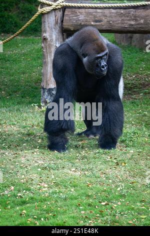 a Gorilla Monkey at the Mysore Zoo in the city of Mysore in the ...