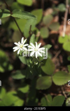 star chickweed (Stellaria pubera Stock Photo - Alamy