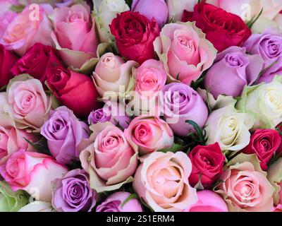 A lot of multicolour roses. Full frame Stock Photo - Alamy
