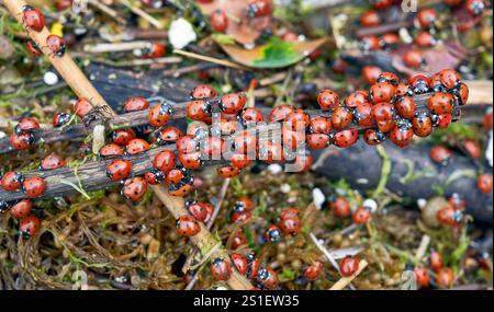 Ladybugs colony in nature Stock Photo - Alamy