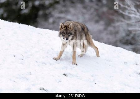 Wolf seen in the Cumberland Wildpark Gruenau on a cold winter day ...