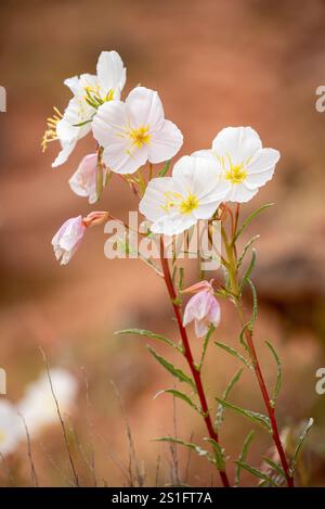 Desert primrose flower, Arizona, United States Stock Photo - Alamy