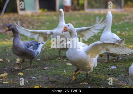 Geese in outdoor enclosure Stock Photo - Alamy