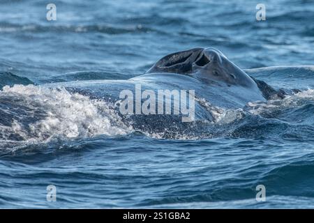 Humpback Whale surfacing to breath off the alaskan coast Stock Photo ...