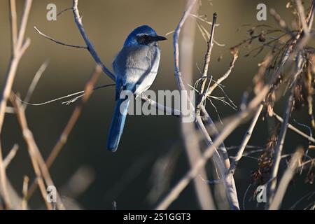 Mexican Jay aka gray-breasted jay portrait Stock Photo - Alamy