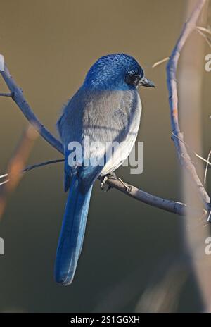Mexican Jay aka gray-breasted jay portrait Stock Photo - Alamy