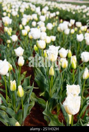 Table Cape Tulip Farm, Tasmania Stock Photo - Alamy